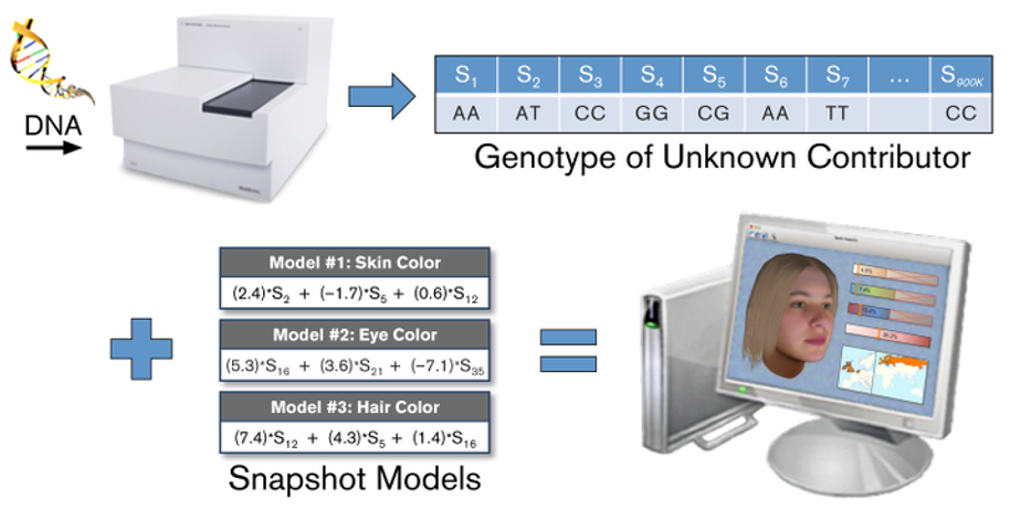 Forensic DNA Phenotyping: A Validated Prediction Tool | A2LA